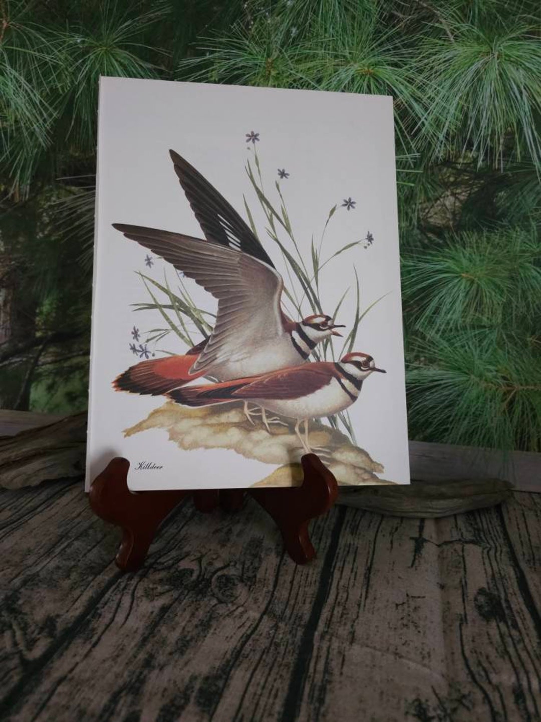 Killdeer Athos Menaboni Color Book Plate Vintage Frameable Bird Wall ...