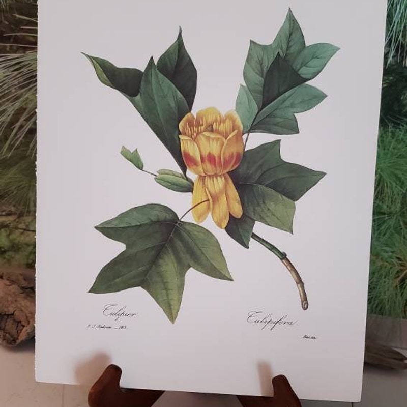 Botanical Book Plate - Etsy