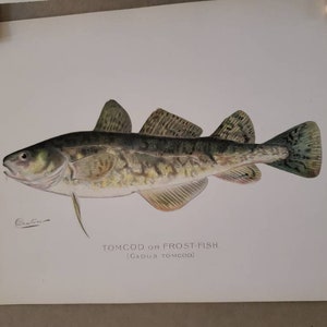 1902 Tomcod or Frost Fish Signed Sherman F. Denton Chromolithograph ...