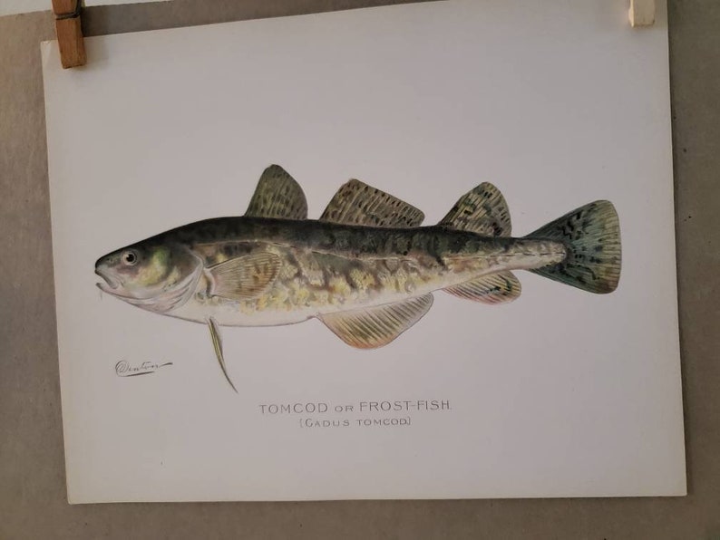 1902 Tomcod or Frost Fish Signed Sherman F. Denton - Etsy
