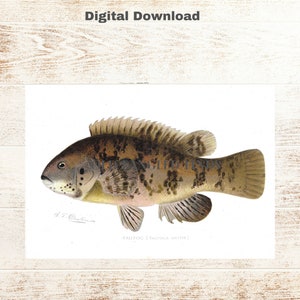Denton Fish Digital Download of Antique 1901 Tautog Signed Fish Print ...