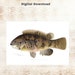 Denton Fish Digital Download of Antique 1901 Tautog Signed Fish Print ...