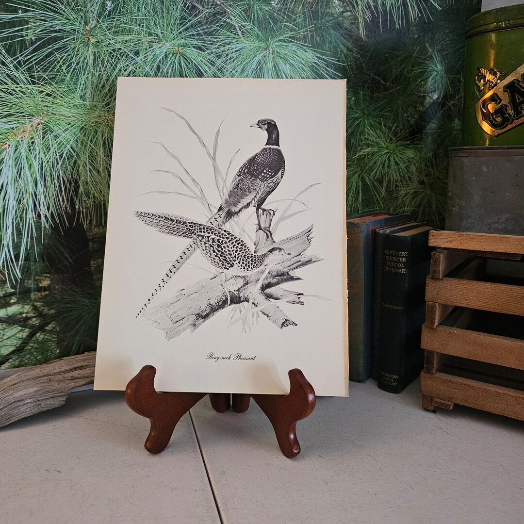 Vintage Ring Neck Pheasant Book Plate: Athos Menaboni Bird Art - Etsy