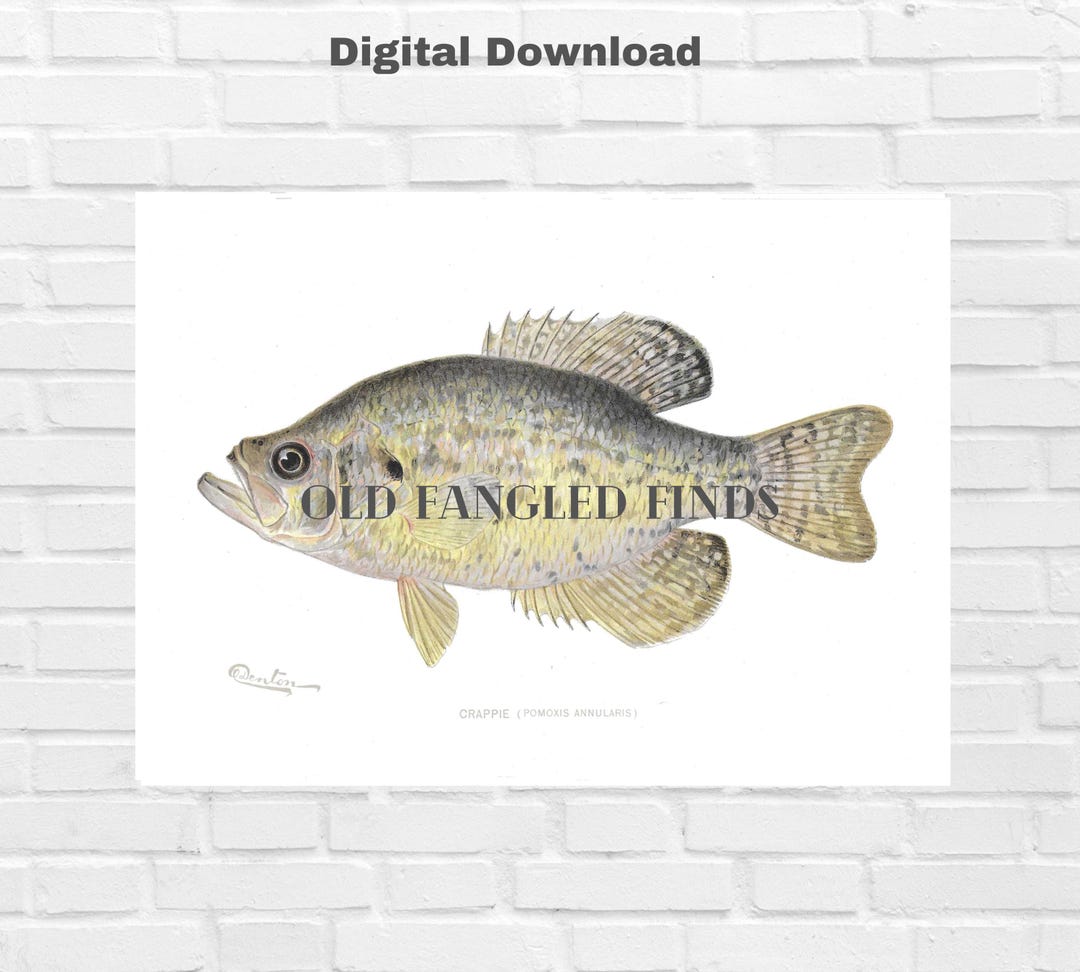 Antique Crappie Fish Print: 1904 Denton Illustration (digital Download ...
