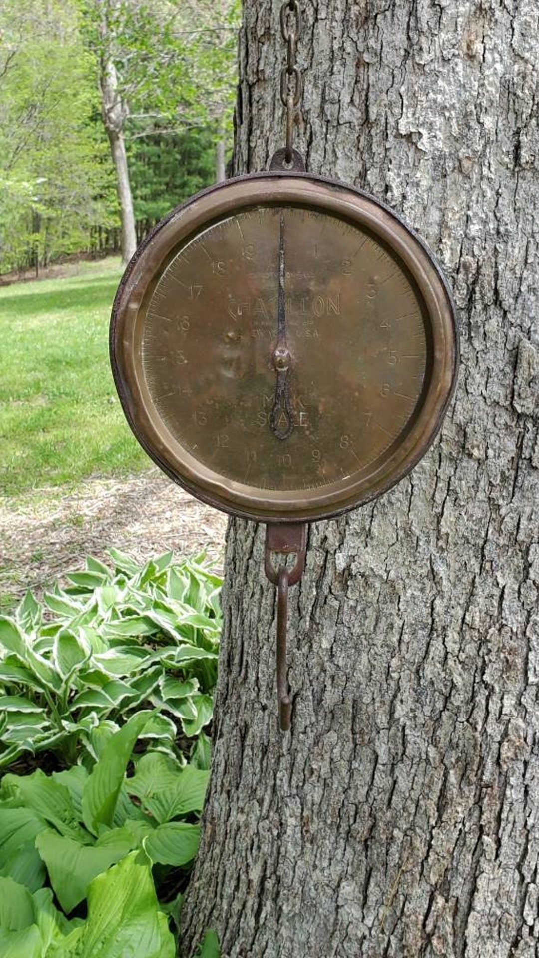 1920s Hanging Brass Face Milk Scale Chatillon 40 Lbs. X 1/10 Lbs ...