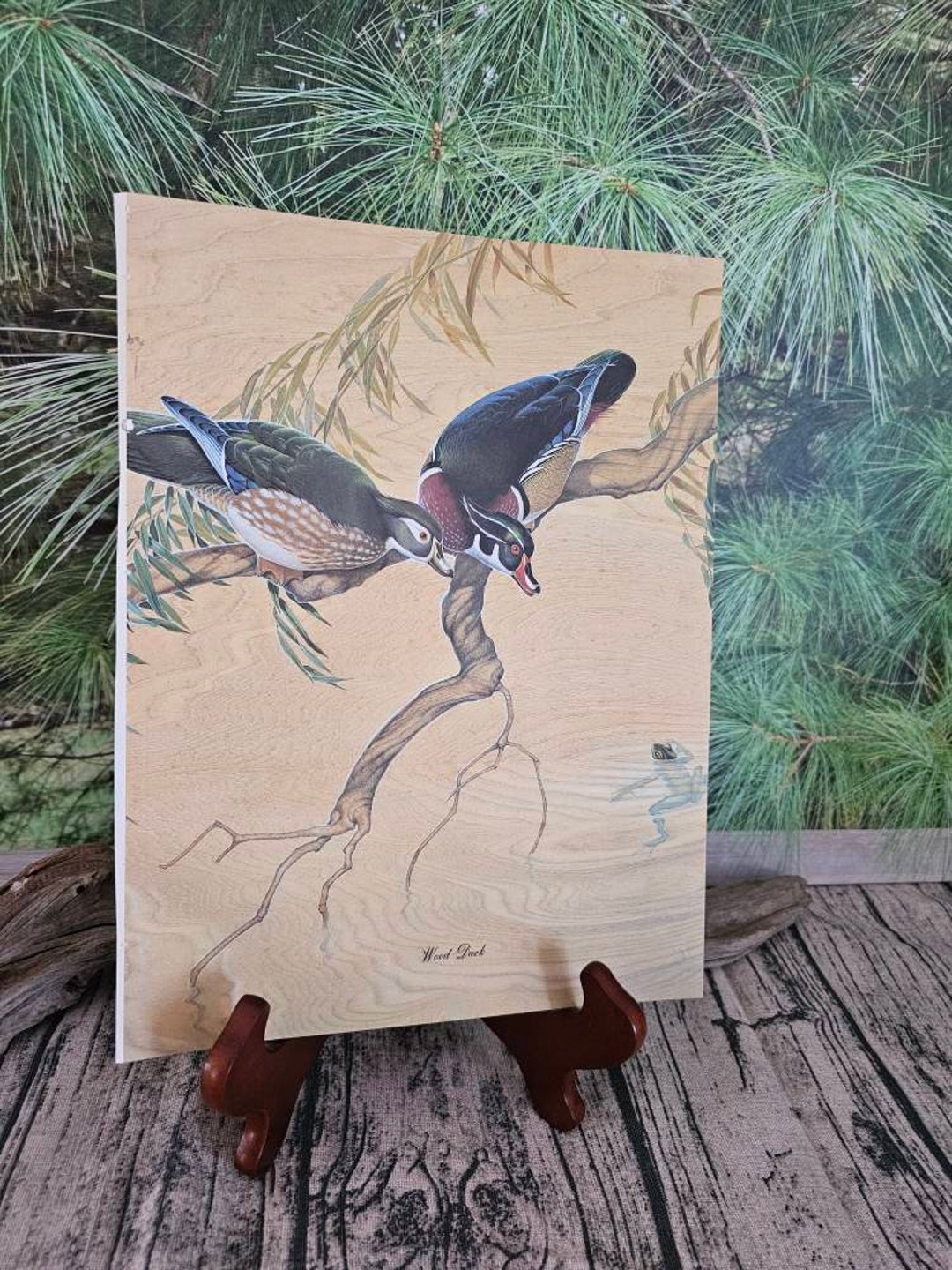 Vintage Wood Duck Book Plate: Athos Menaboni Bird Art - Etsy