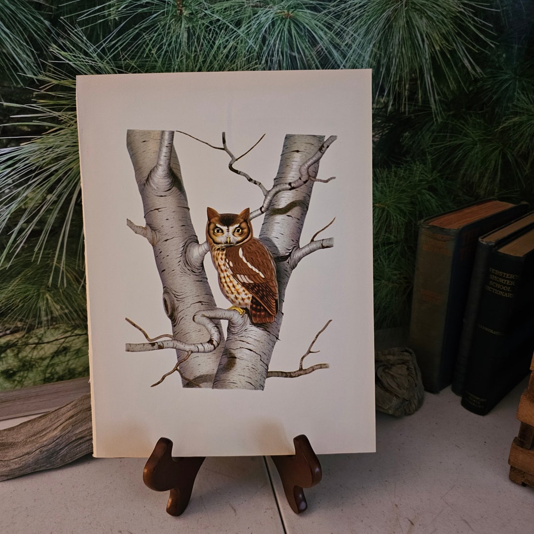 Screech Owl Athos 1950s Menaboni Color Book Plate Vintage Frameable ...