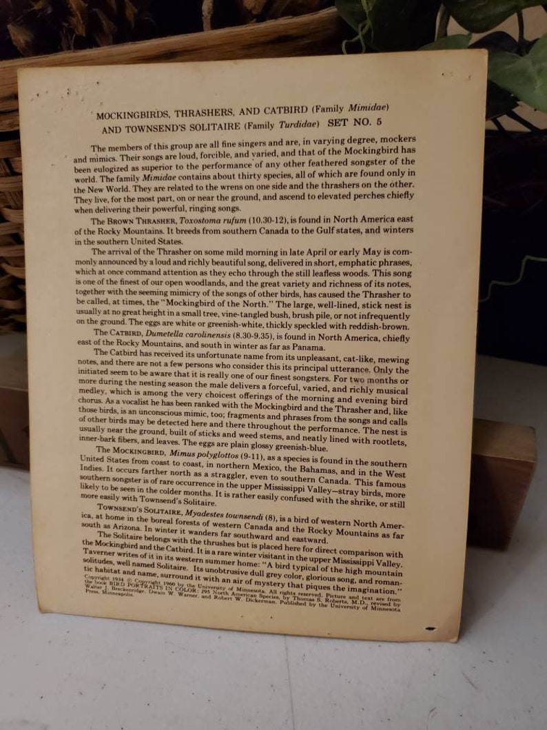 Allan Brooks Brown Thrasher, Catbird, Mockingbird Bird Art Print ...