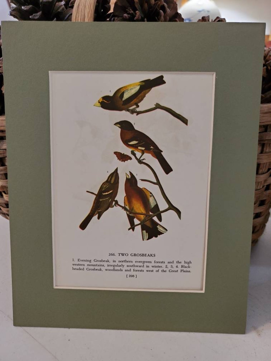 1950's John James Audubon Cardinal/two Grosbeaks Color - Etsy