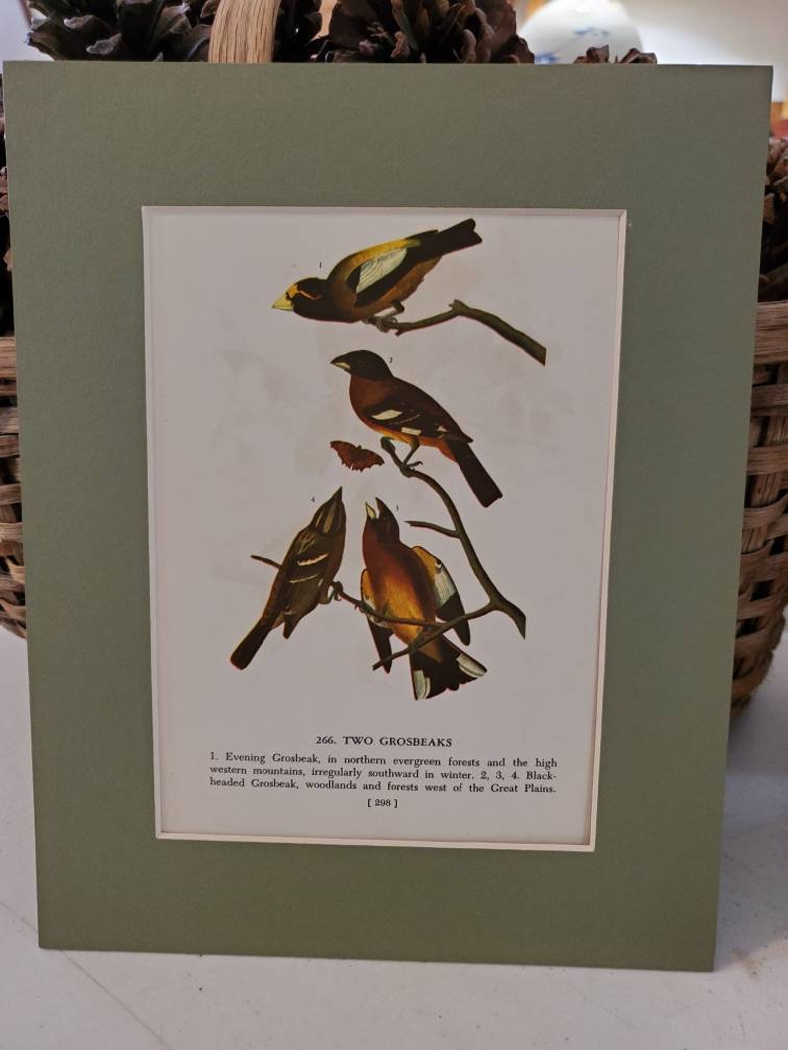 1950's John James Audubon Cardinal/Two Grosbeaks Color | Etsy