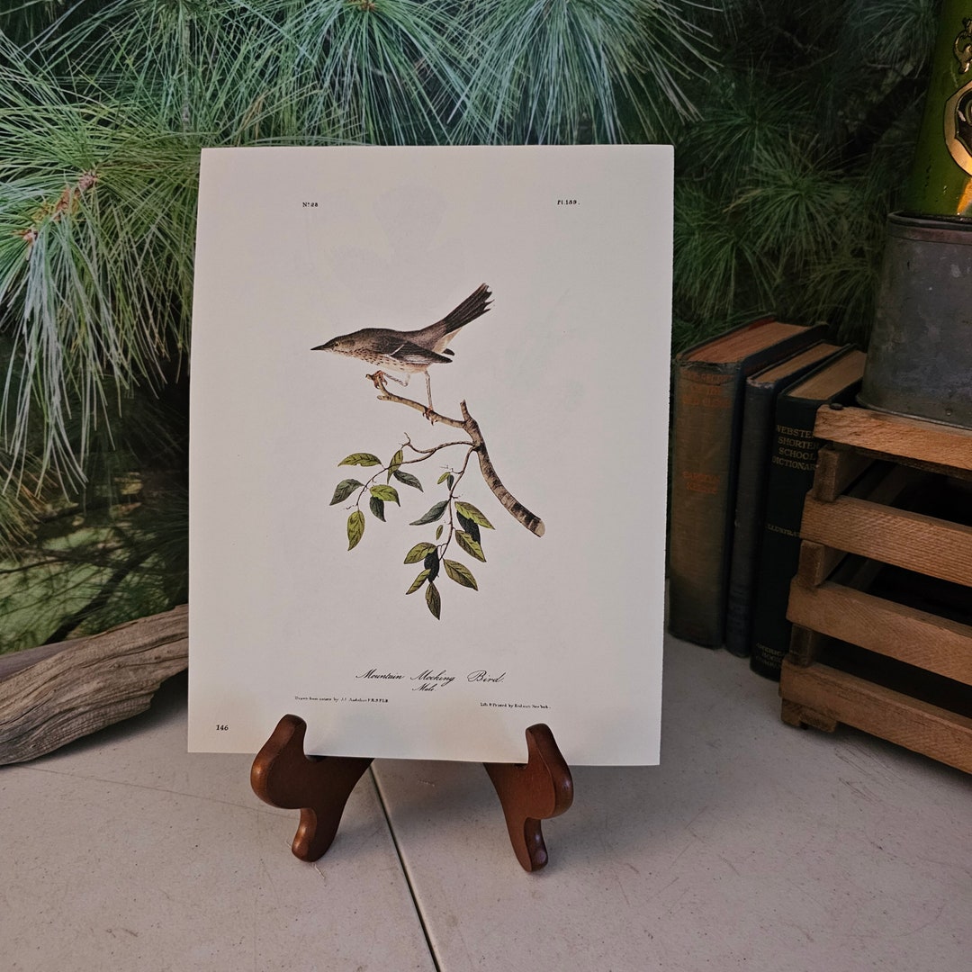 Mountain Mocking Bird & Ferruginous Mocking Bird J. J. Audubon ...