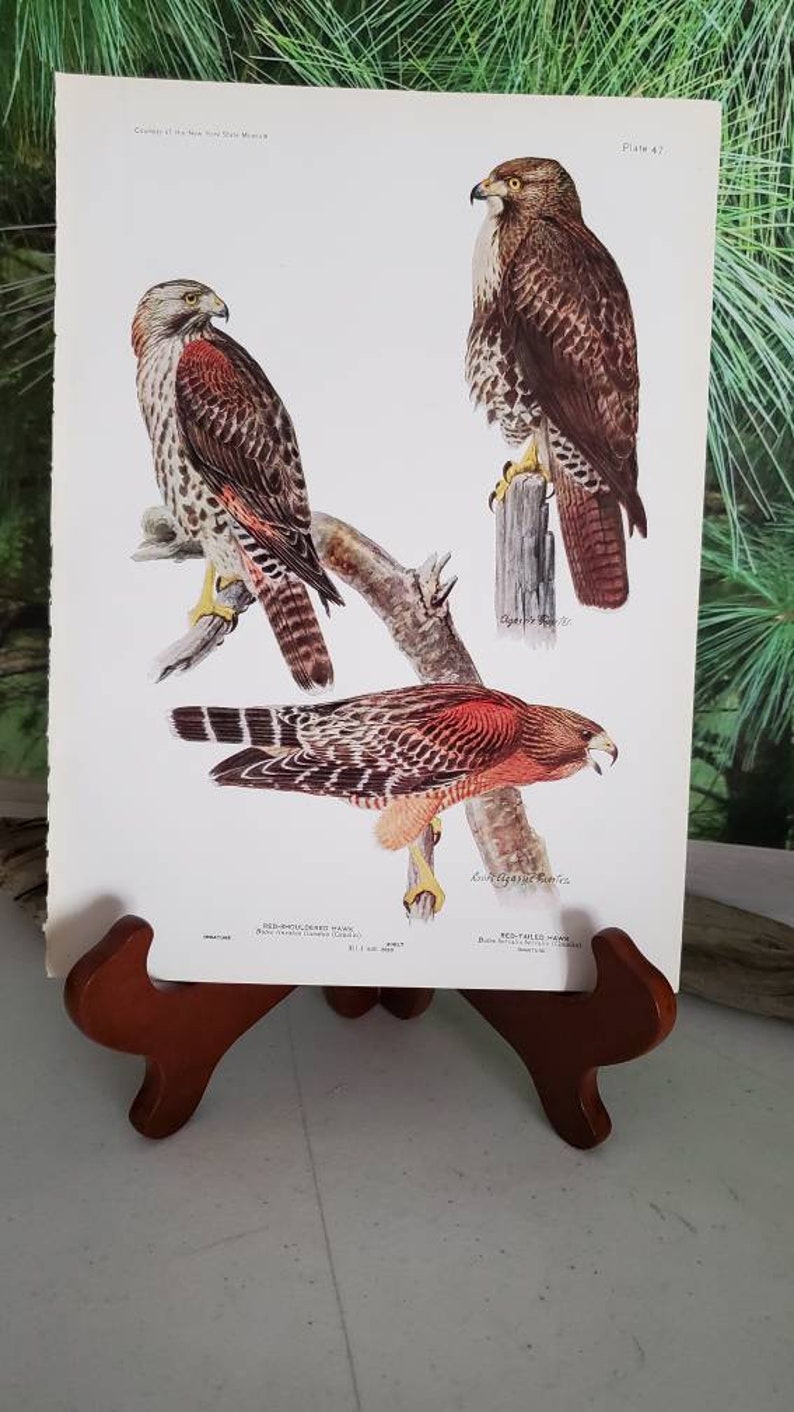 Red Shouldered Hawk & Red Tailed Hawk Bird Print by Louis - Etsy