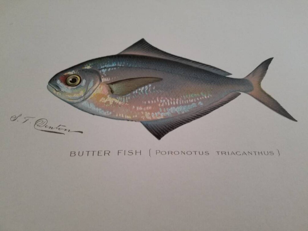 Artist Signed 1902 Sherman F. Denton Butter Fish Lithograph Original ...