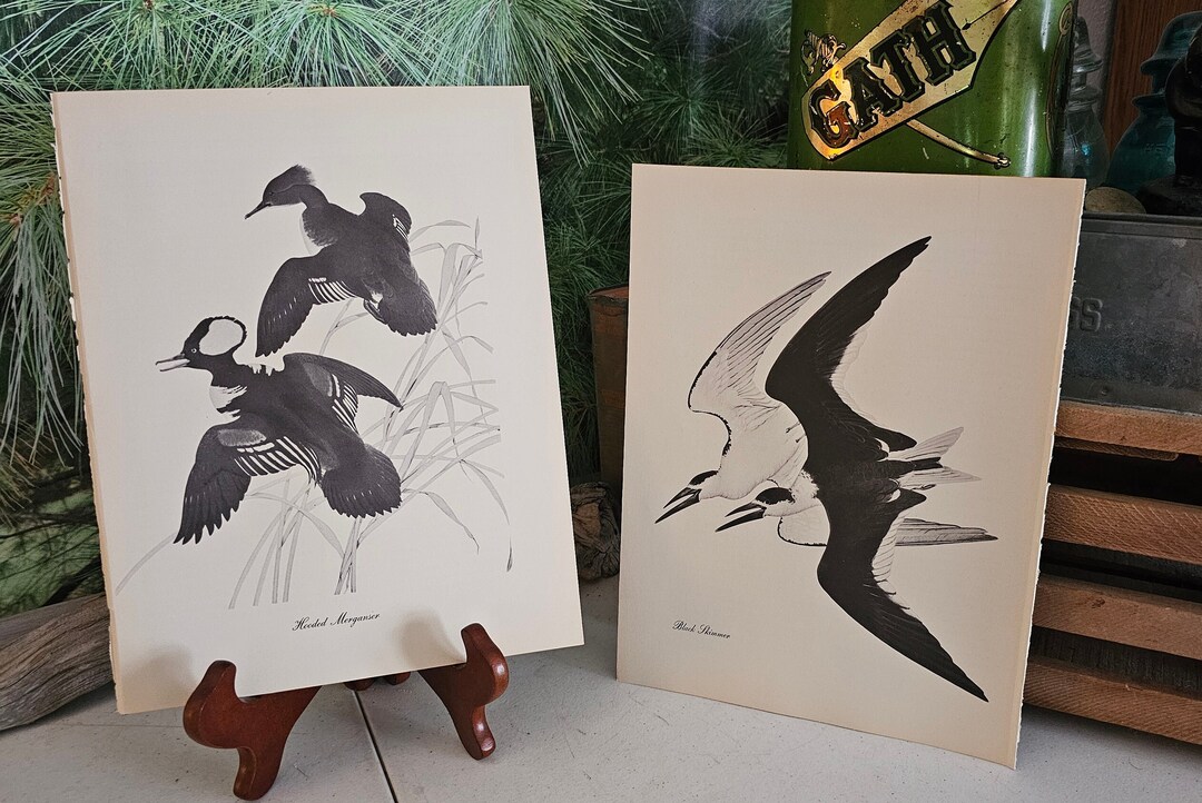 Set of 2 Black - White 1950s Menaboni Bookplates Black Skimmer & Hooded ...