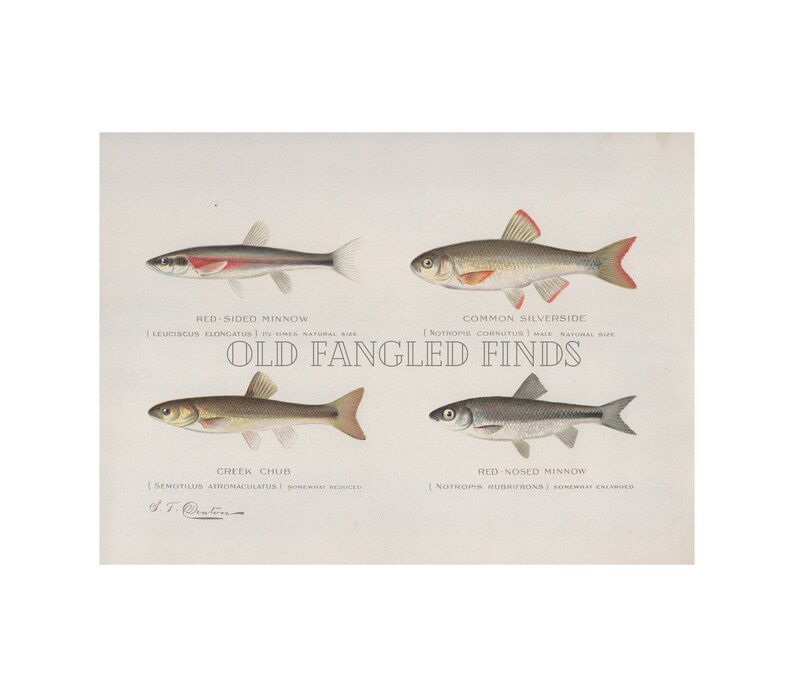 Digital Download Antique Freshwater Fish Creek Chub Print Signed by ...