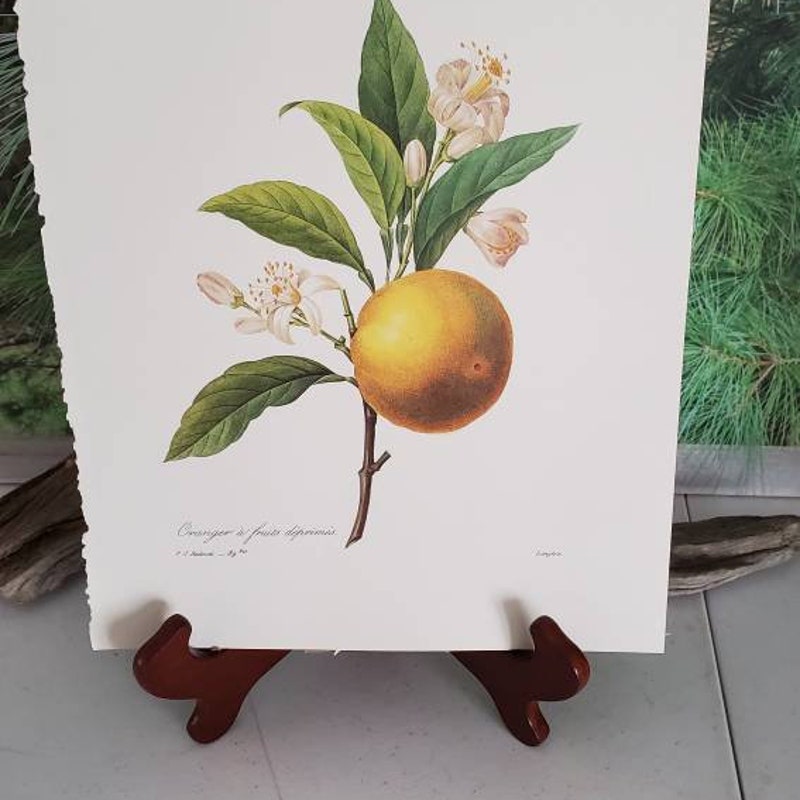 Botanical Book Plate - Etsy
