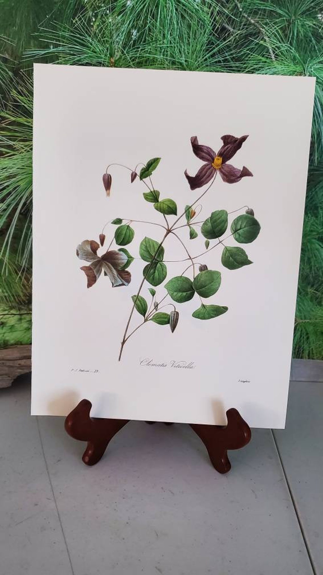 Botanical Print P. J. Redoute Clematis Viticella Flower Bookplate 23 ...