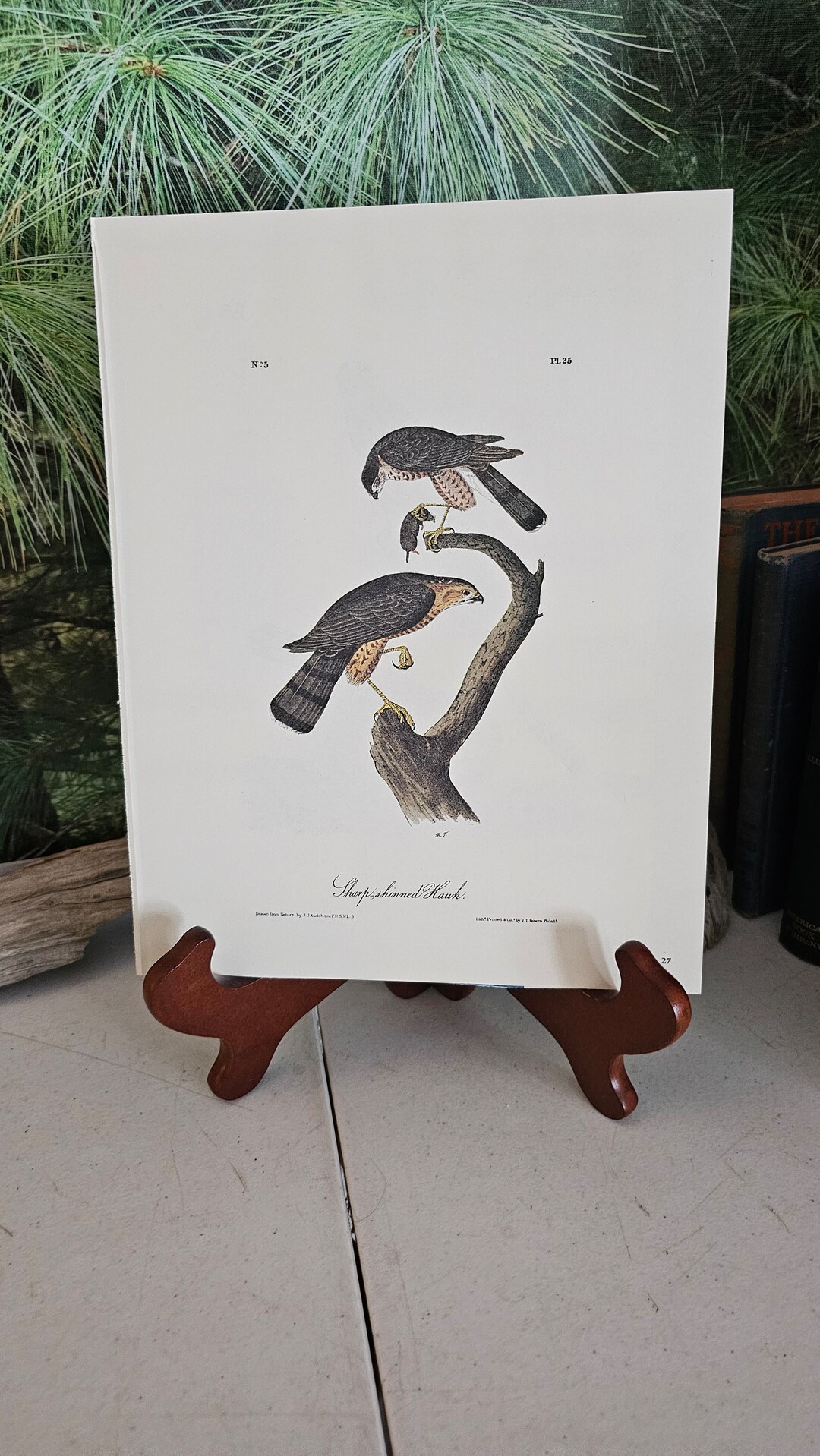 Sharp Shinned Hawk & Common Harrier J. J. Audubon Bookplate 1980 Double ...