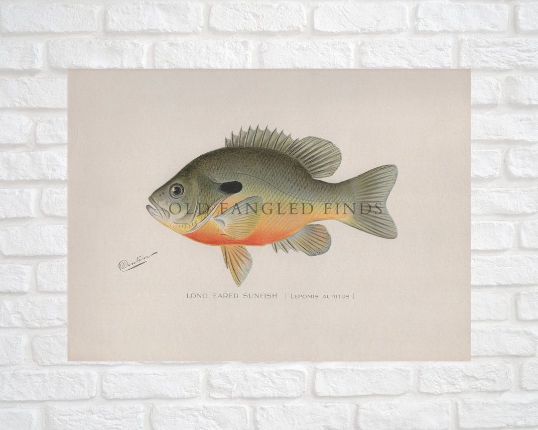 Long Eared Sunfish Denton Fish Digital Download of Antique 1902 Long ...