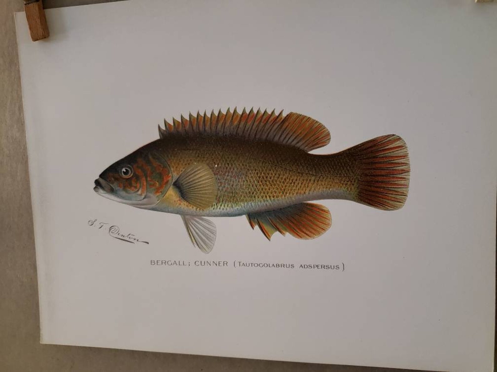 1902 Bergall Cunner Original Signed Sherman F. Denton Print / - Etsy