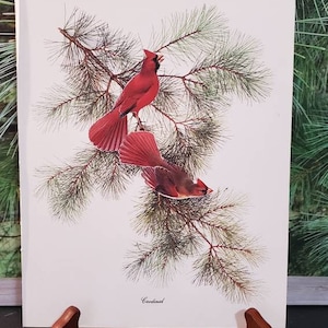 Cardinal in Pine Tree, Male & Female, Athos Menaboni Color Book Plate ...