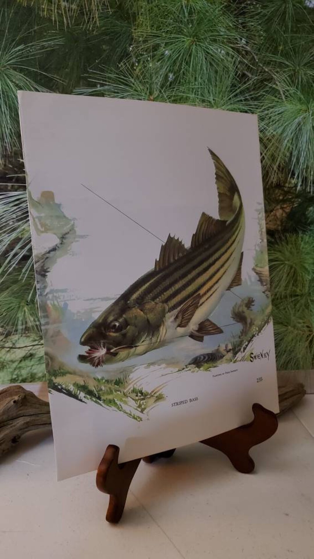 Vintage Fred Sweney Striped Bass Art Print: Signed Bookplate - Etsy