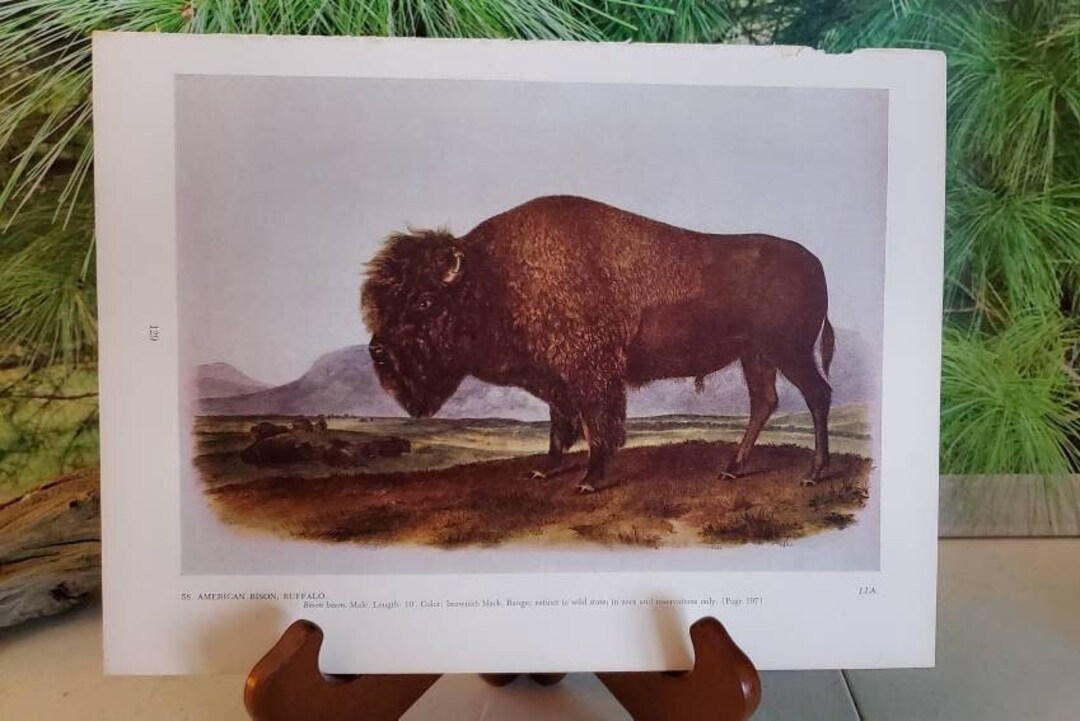 Audubon American Bison, Buffalo & American Hare Bookplate 1954 ...