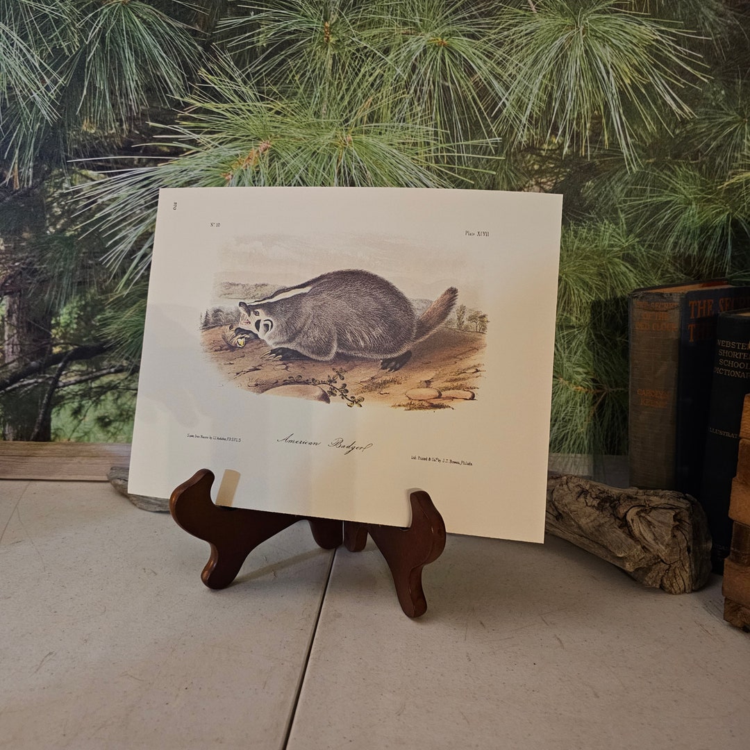 American Badger & Texan Lynx J. J. Audubon Bookplate 1980 Double Sided ...