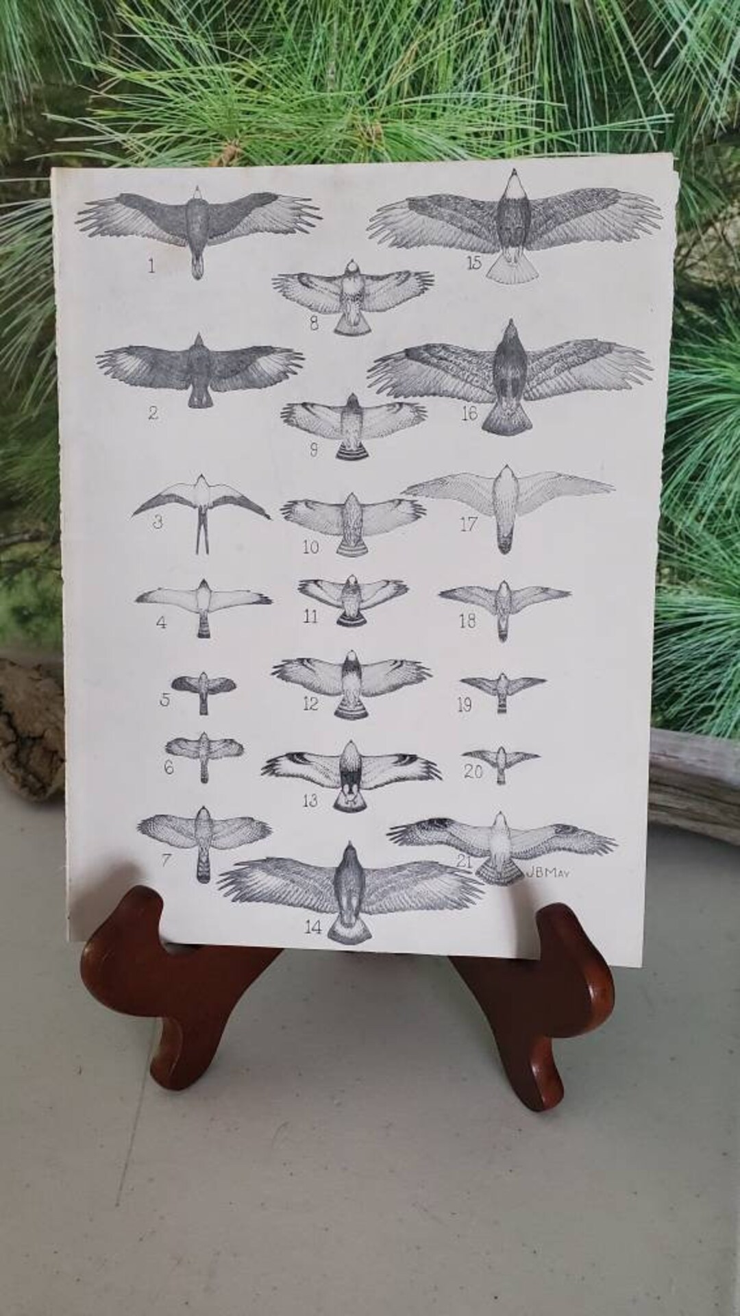 Antique J B May Birds in Flight Bookplate 38 1929 Bookplate Birds of ...
