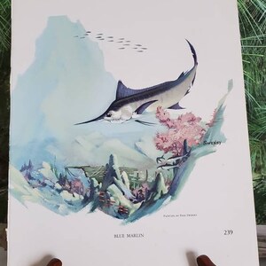Vintage Snook & Blue Marlin Fish Art Print: Signed Fred Sweney ...
