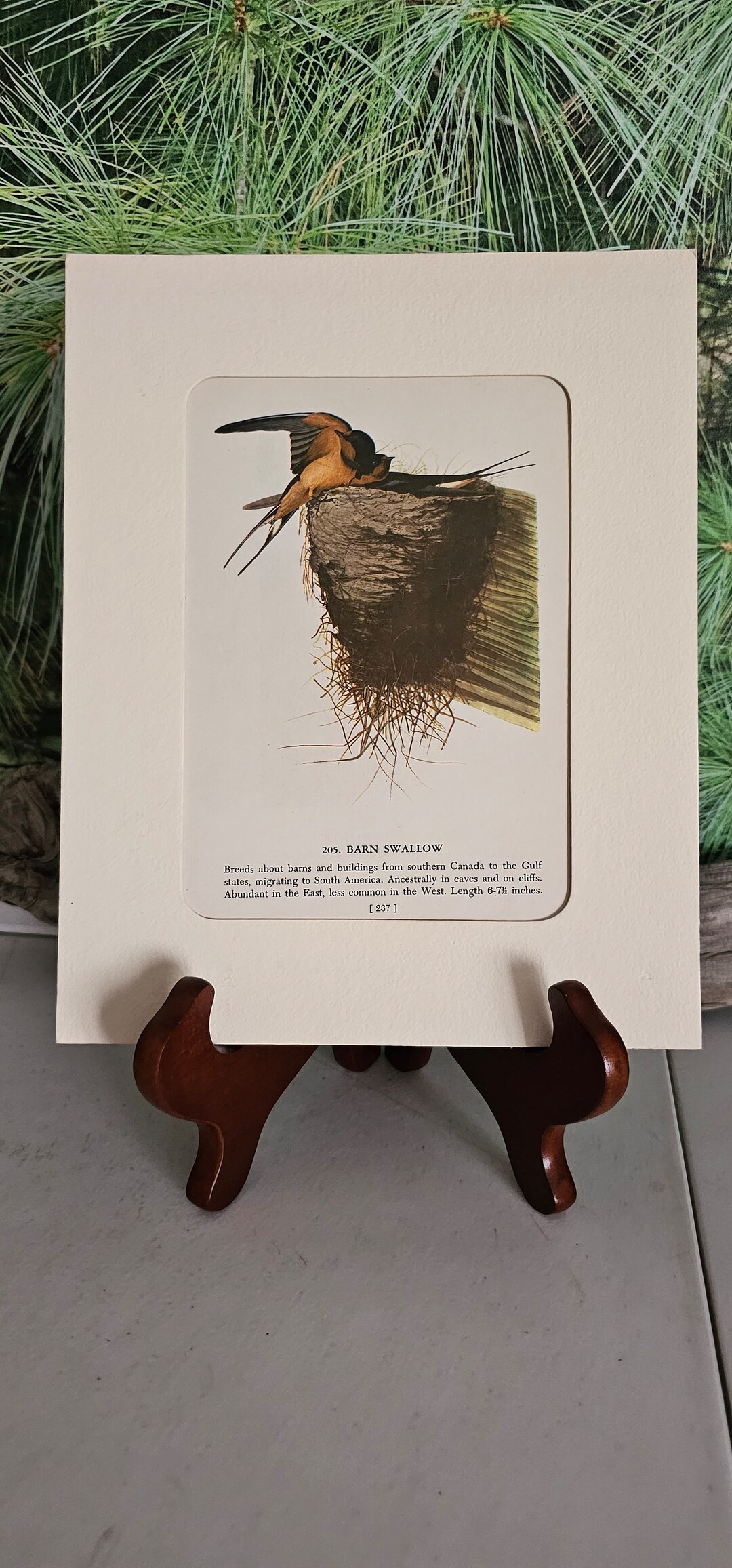 1950s John James Audubon Barn Swallow - Cliff Swallow Color Book Plate ...
