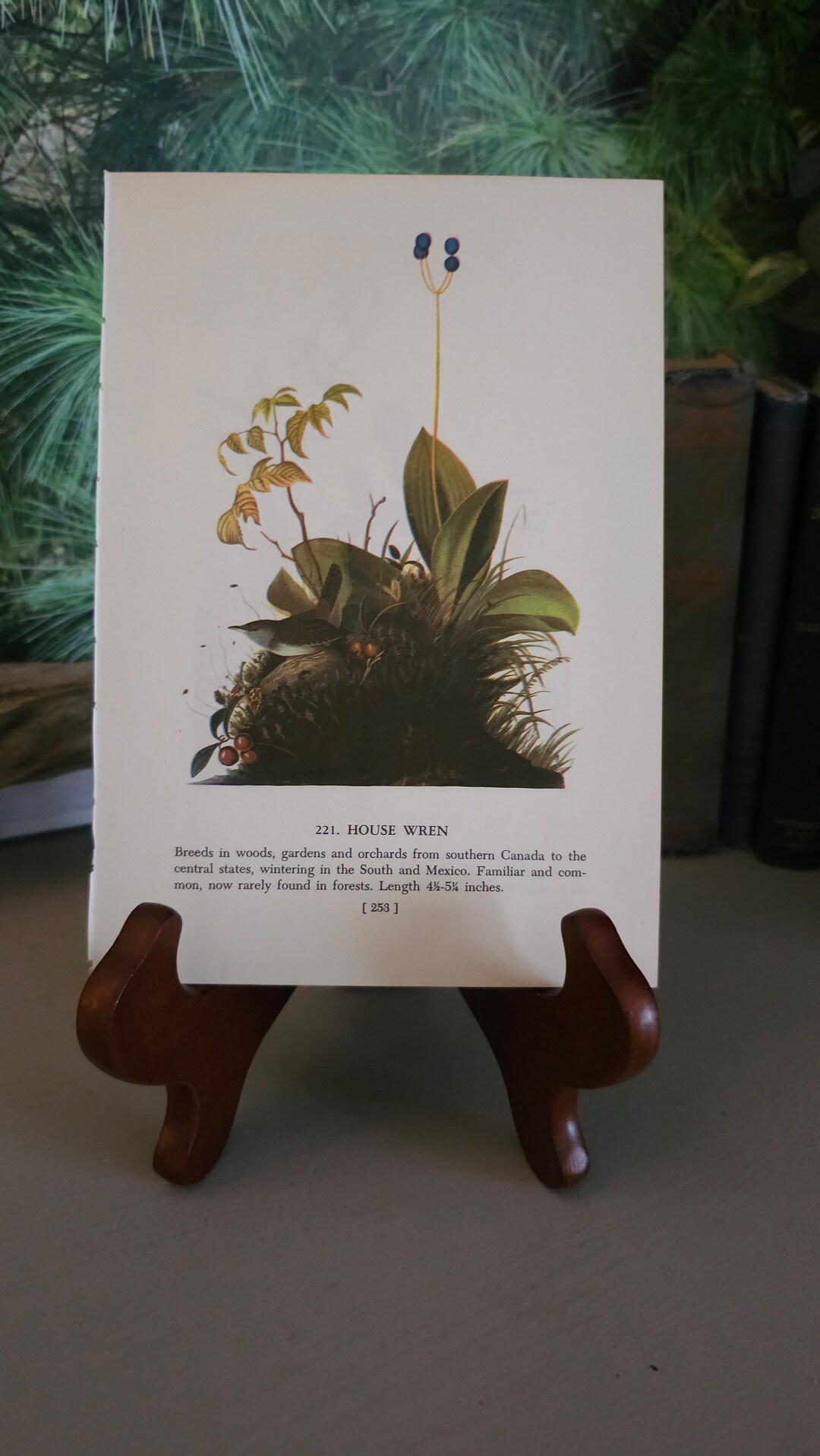 1950s Audubon House Wren Book Plate: Double Sided Bird Illustration - Etsy