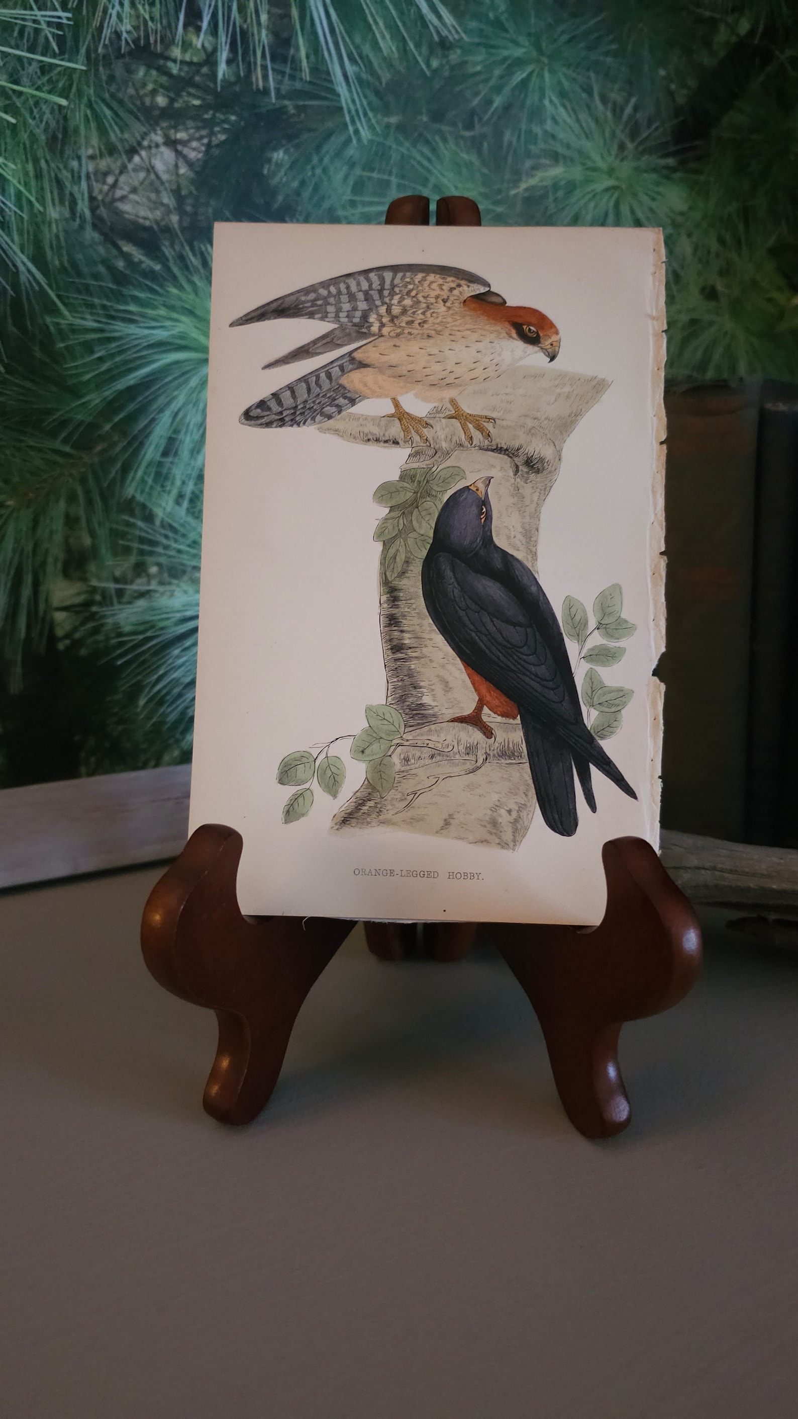 Rev. F. O. Morris ORANGE LEGGED BOBBY 1860 Antique Lithograph Bookplate ...