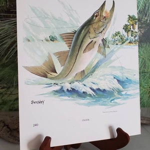 Vintage Snook & Blue Marlin Fish Art Print: Signed Fred Sweney ...