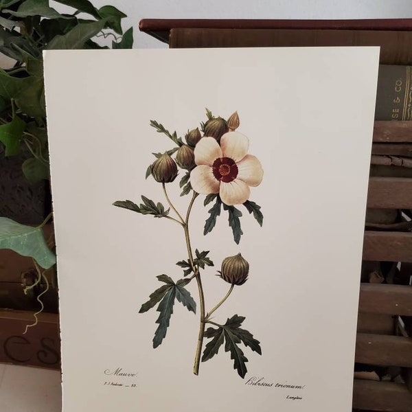 Botanical Book Plate - Etsy
