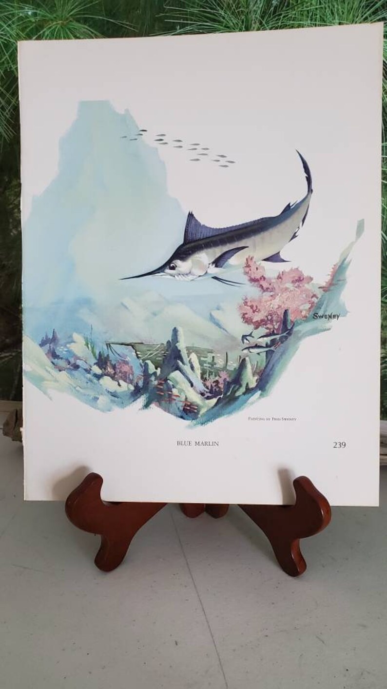 Vintage Snook & Blue Marlin Fish Art Print: Signed Fred Sweney ...