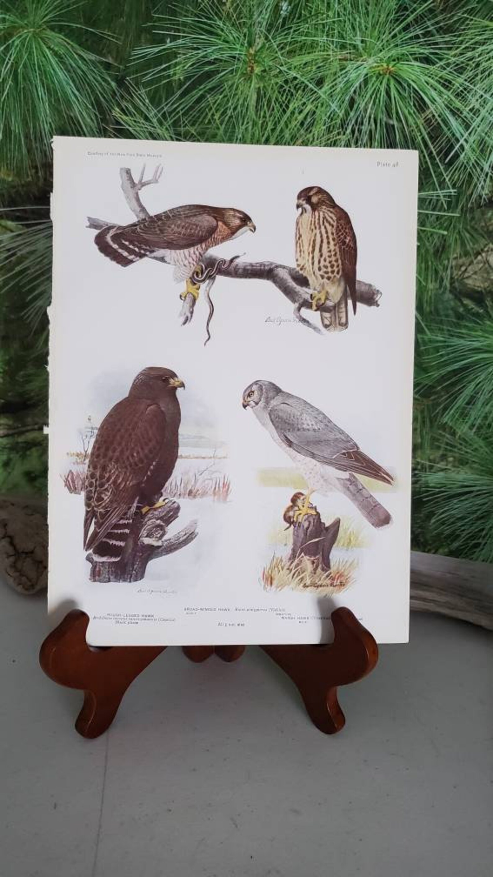 Rough Legged Hawk Broad Winged Hawk & Marsh Hawk Print by - Etsy