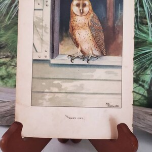 Barn Owl/screech Owl Antique Bird Print Double Sided 1926 R. - Etsy