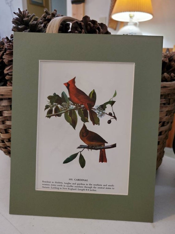 1950's John James Audubon Cardinal/Two Grosbeaks Color | Etsy