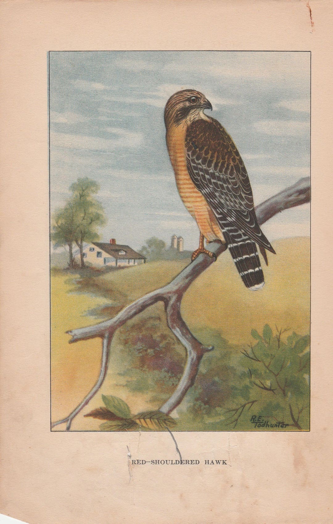 Sharp-shinned Hawk/marsh Hawk Antique Bird Print Double Sided - Etsy