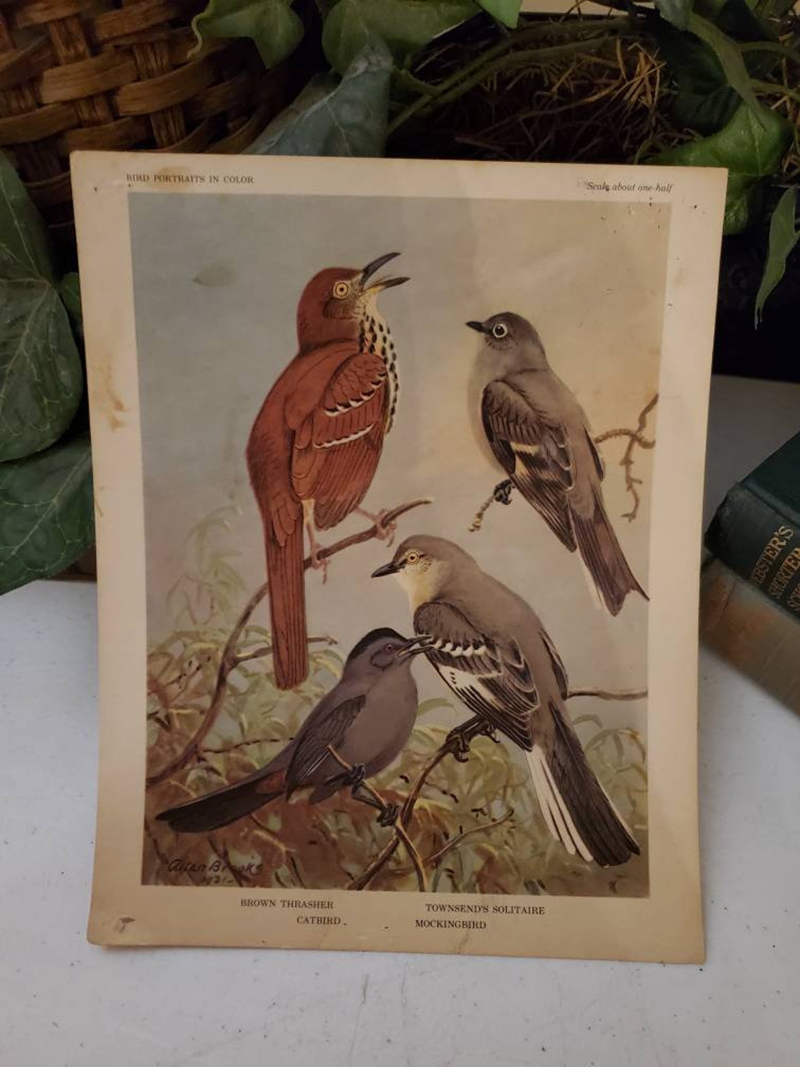 Allan Brooks Brown Thrasher, Catbird, Mockingbird Bird Art Print ...
