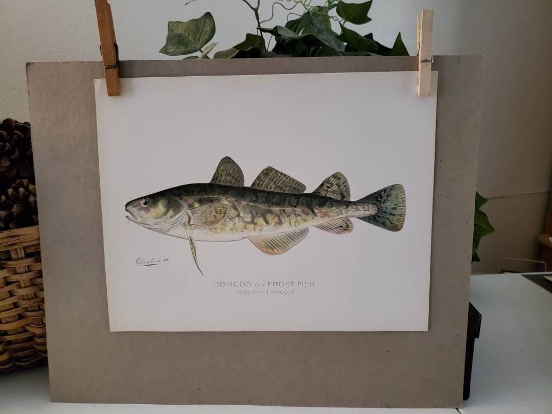1902 Tomcod or Frost Fish Signed Sherman F. Denton Chromolithograph ...