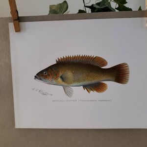 1902 Bergall Cunner Original Signed Sherman F. Denton Print / - Etsy