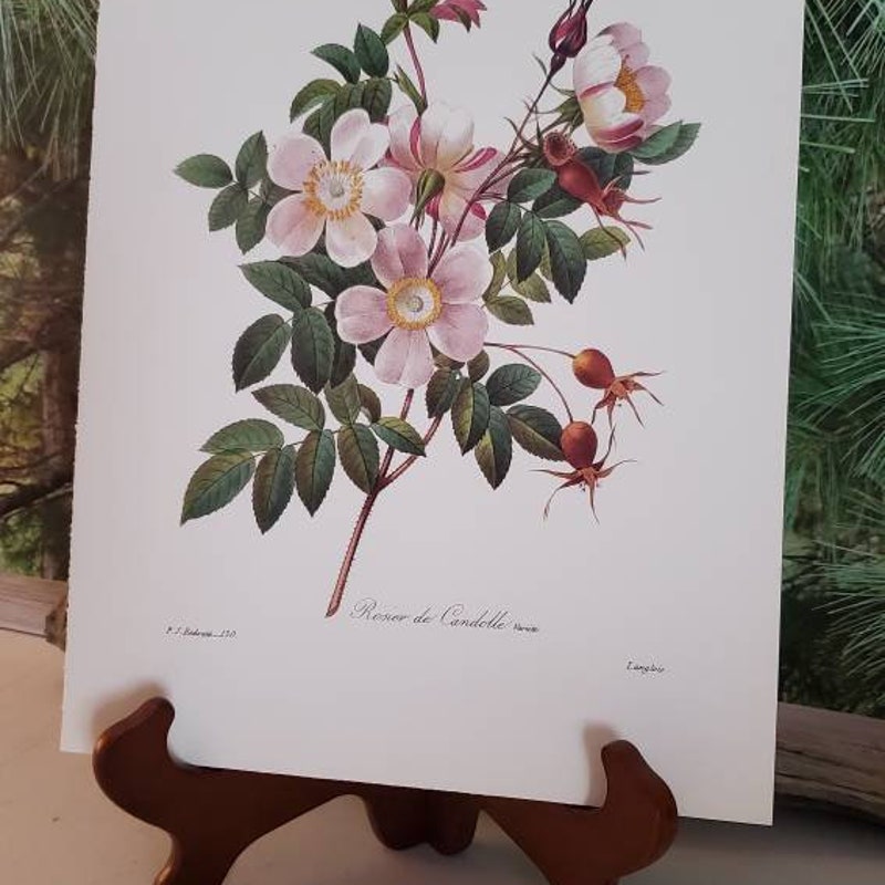 Botanical Book Plate - Etsy