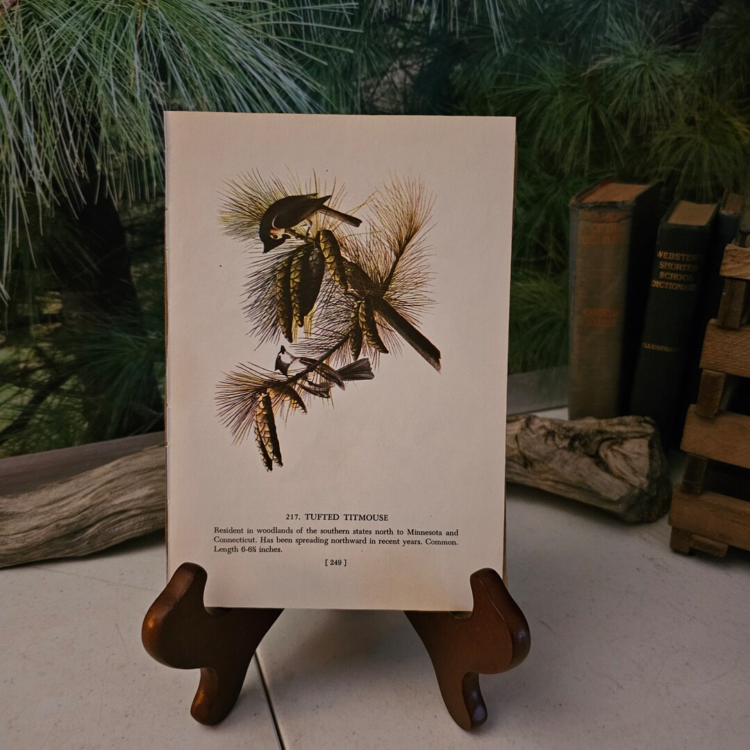 1950's John James Audubon Tufted Titmouse & White Breasted Nuthatch ...
