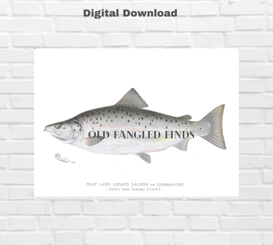 1897 Male Landlocked Salmon Signed Denton Fish Digital Download of ...