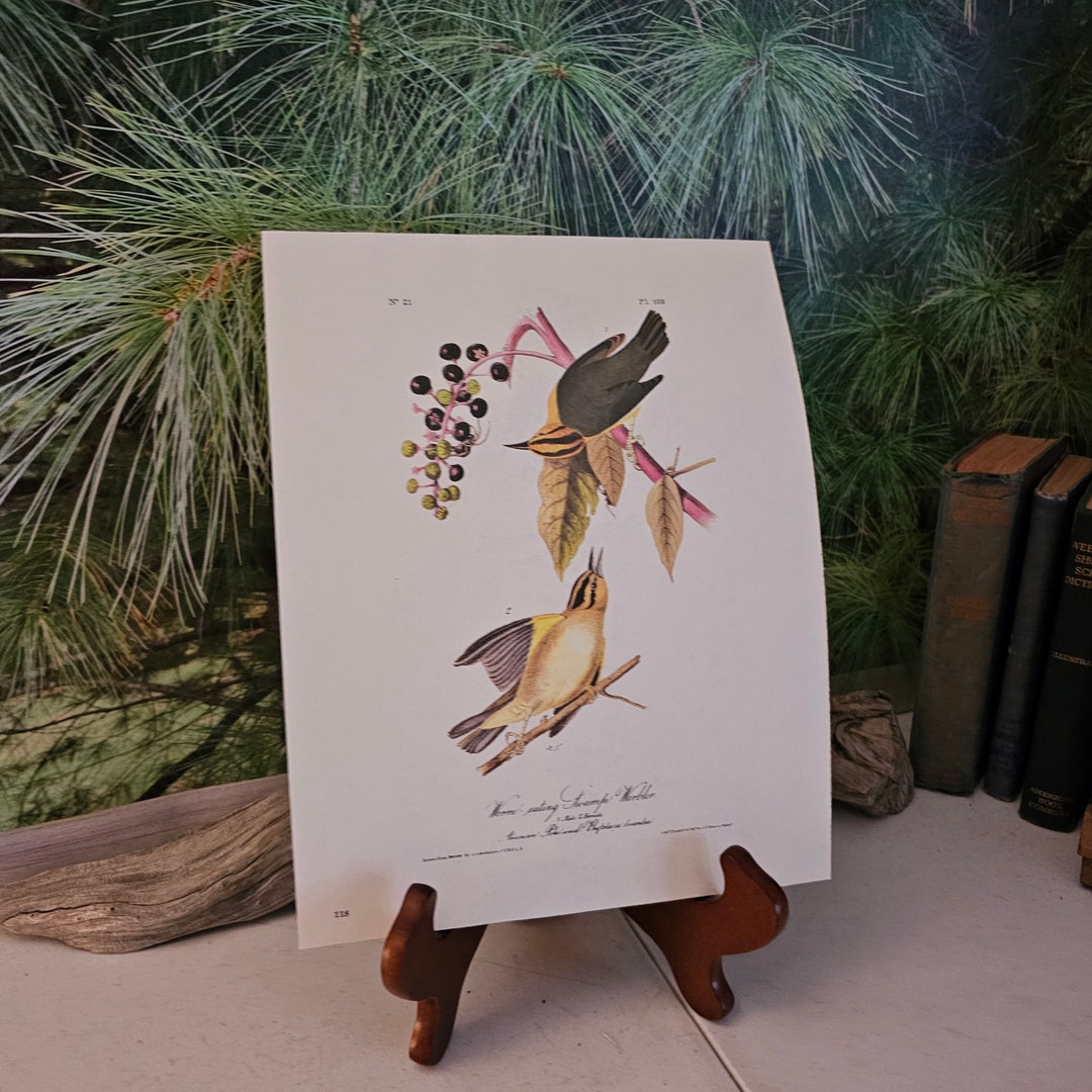 Worm Eating Swamp Warbler & Tennessee Swamp Warbler J. J. Audubon ...