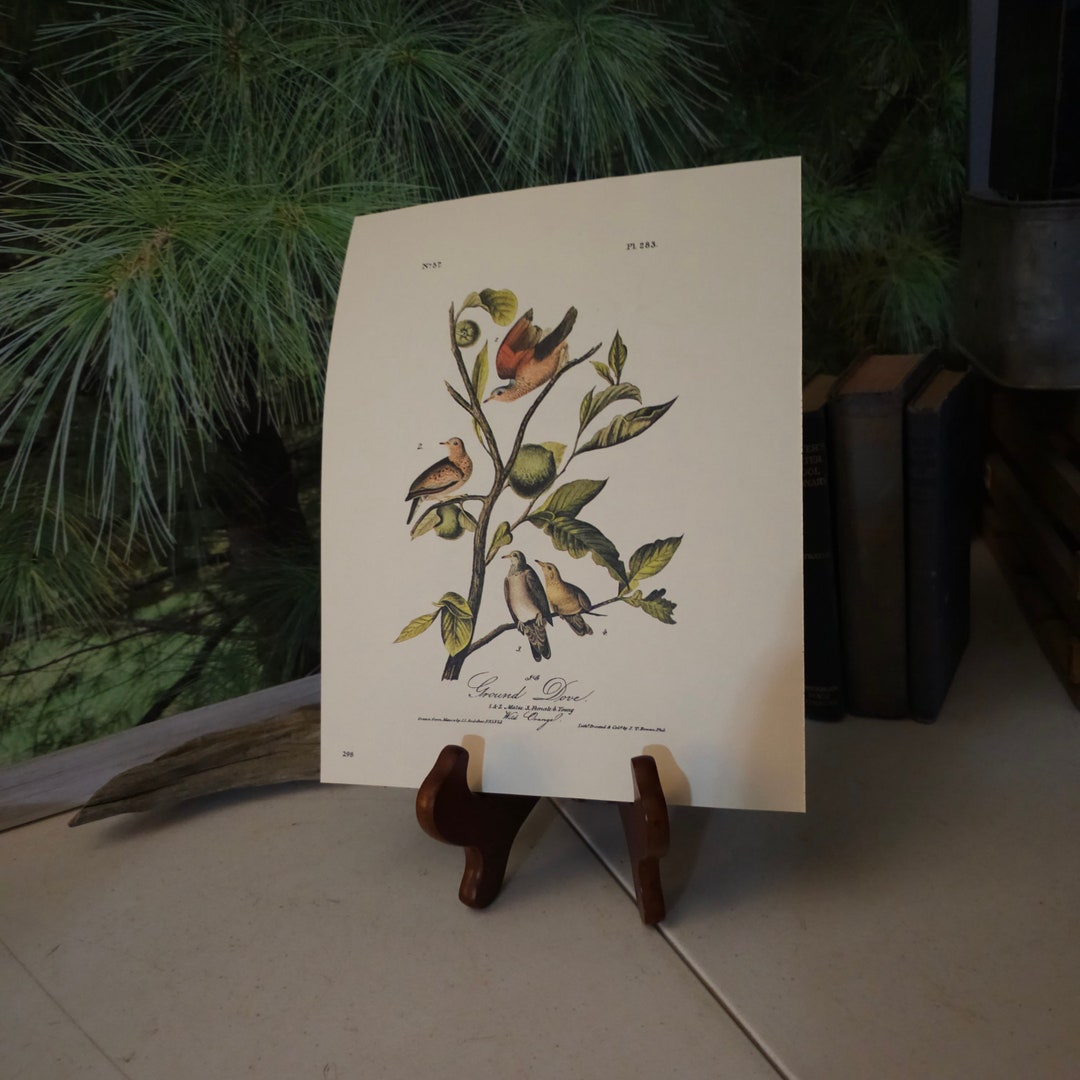J. J. Audubon Ground Dove & Blue Headed Dove Bookplate Print (1980) #BP ...
