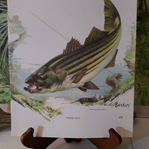 Vintage Fred Sweney Striped Bass Art Print: Signed Bookplate - Etsy