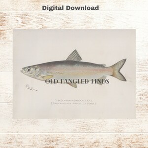 Cisco From Hemlock Lake Denton Fish Digital Download of Antique 1902 ...